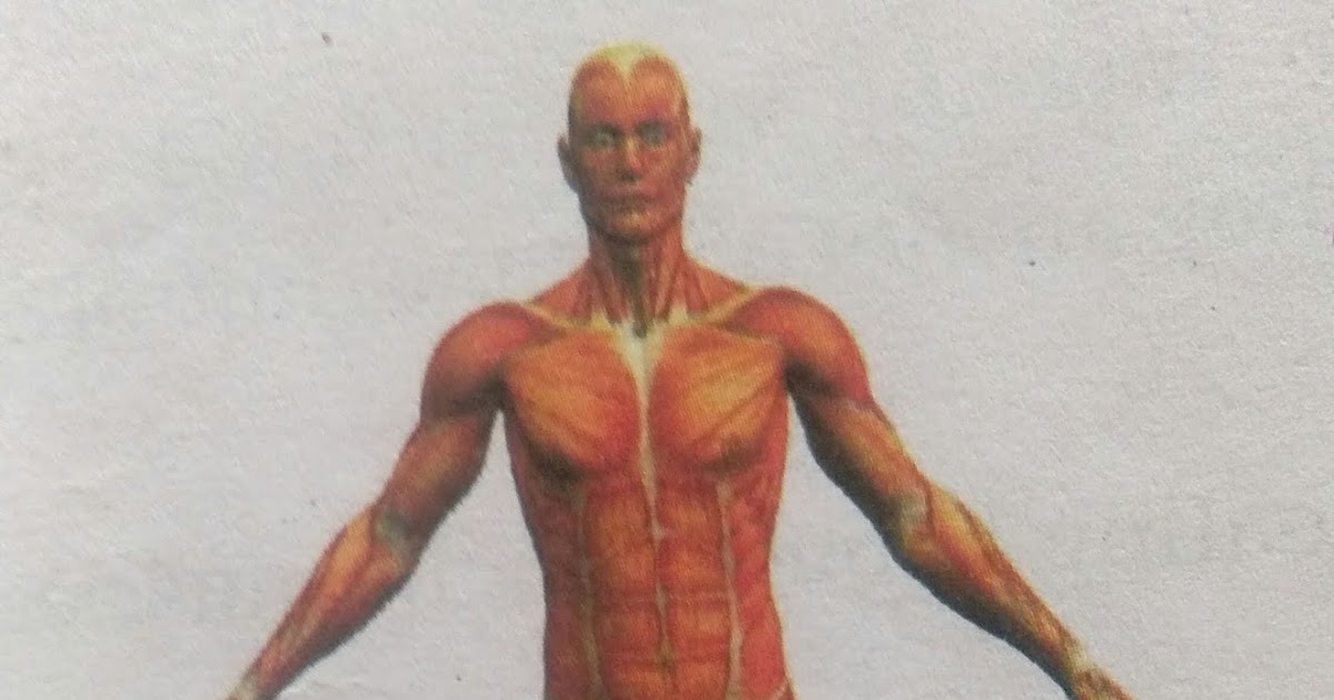What is Muscular System and how does muscles work?