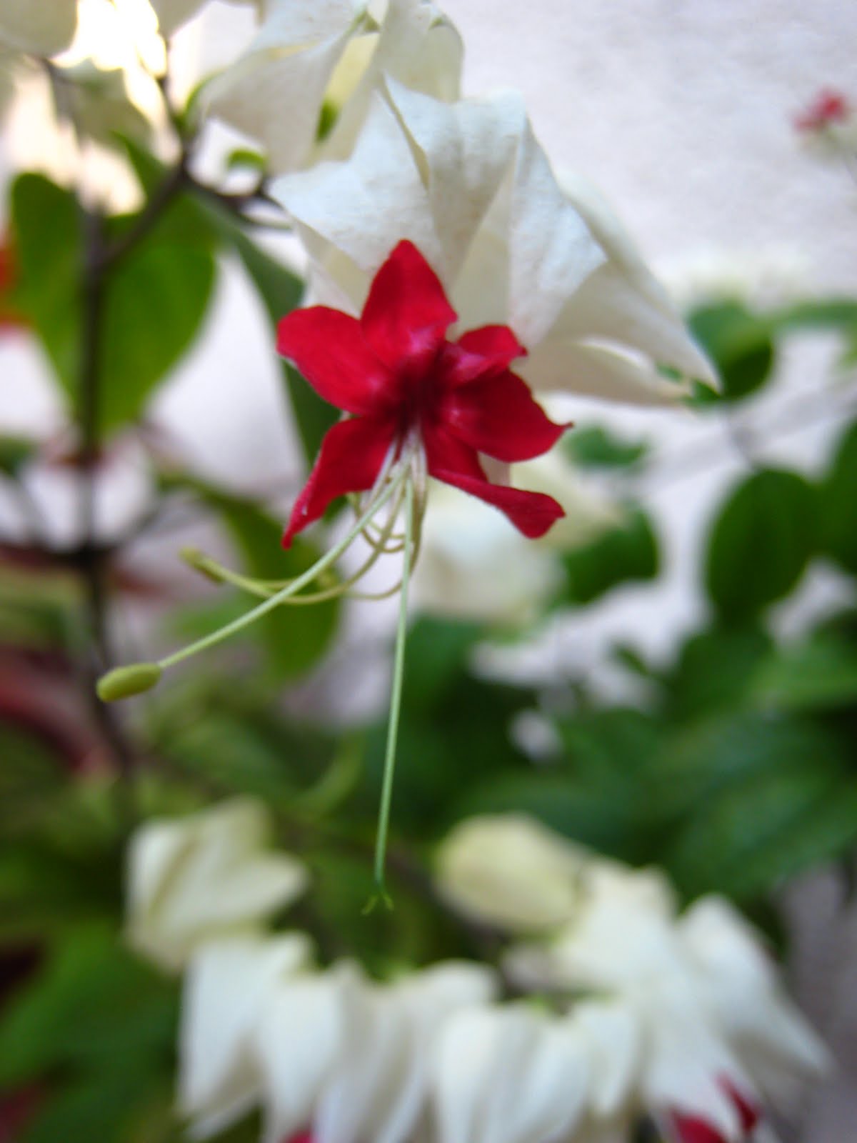 Flor Bella a las Once