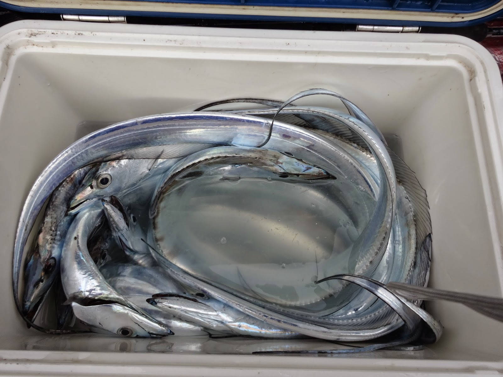 Ryushin's Beautiful Nature: Fishing of Scabbard fish from Futtsu port ...