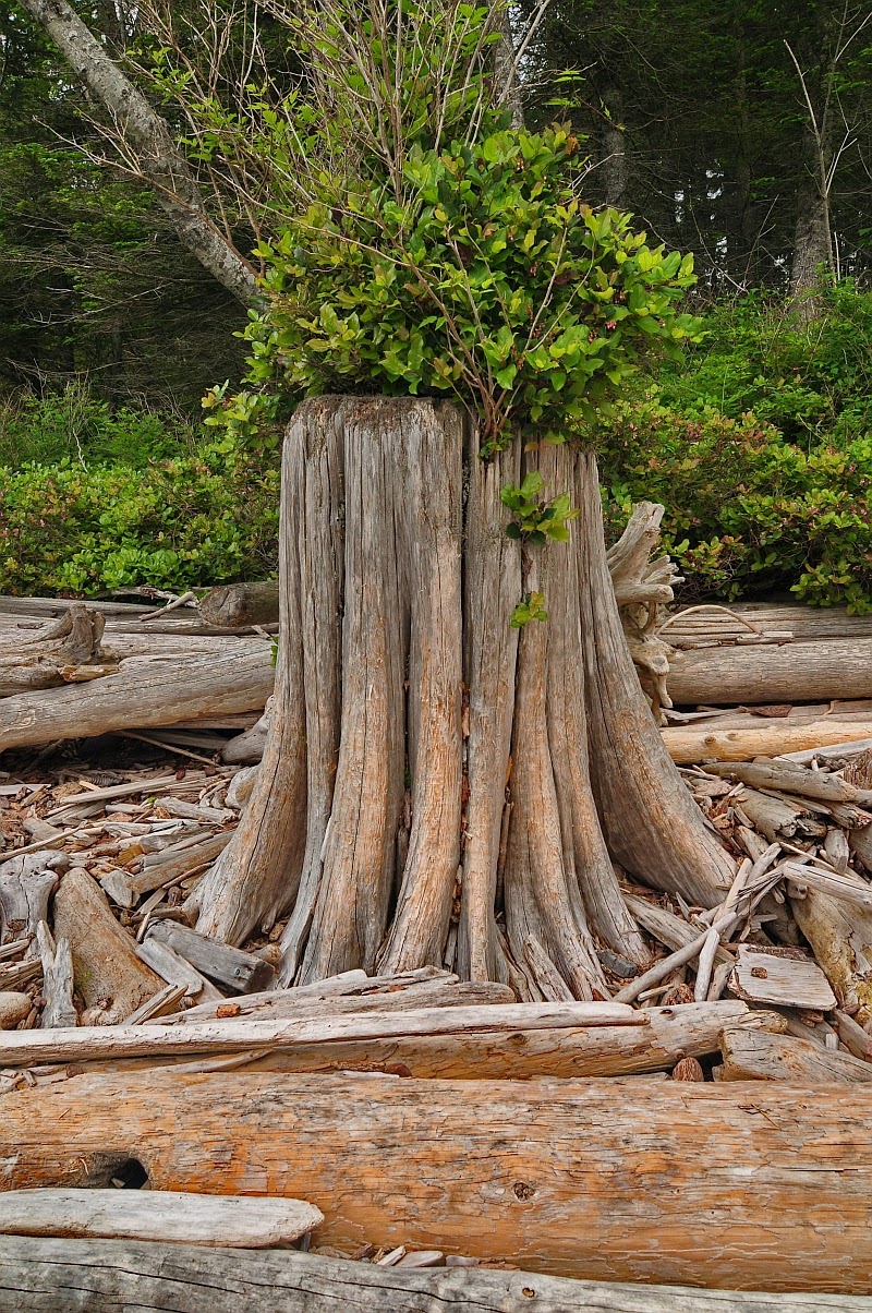 The Pirate Pastor • : The Shoot From The Stump Of Jesse, King David’s ...