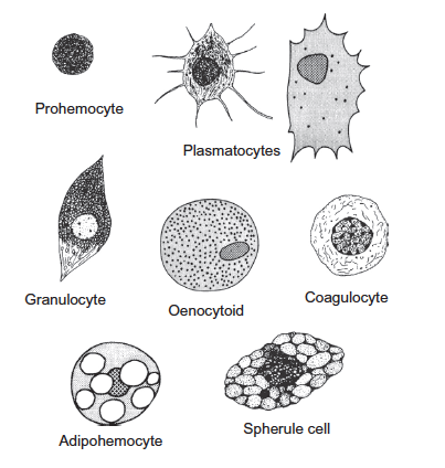 Insect Physiology Assignment: Using immunolabeling to study the insect ...