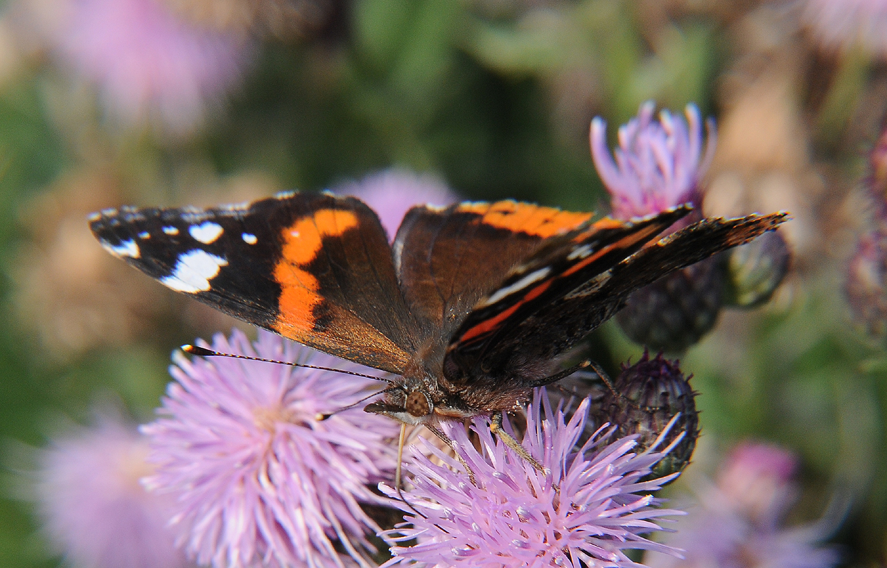 Jozef van der Heijden - Natuurfotografie: Vlinders, kevers en libellen