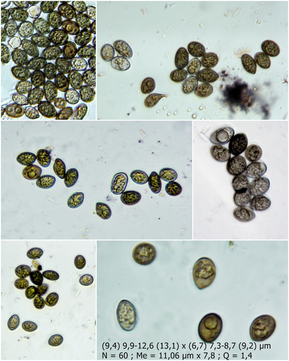 Setas y Hongos de Tineo : BULGARIELLA PULLA (Fr.) P. Karst.