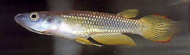 KERALA THE LAND OF RIVERS /FISHES/ WATERFALLS/ BEACH/ LAKE/ DAMS ...