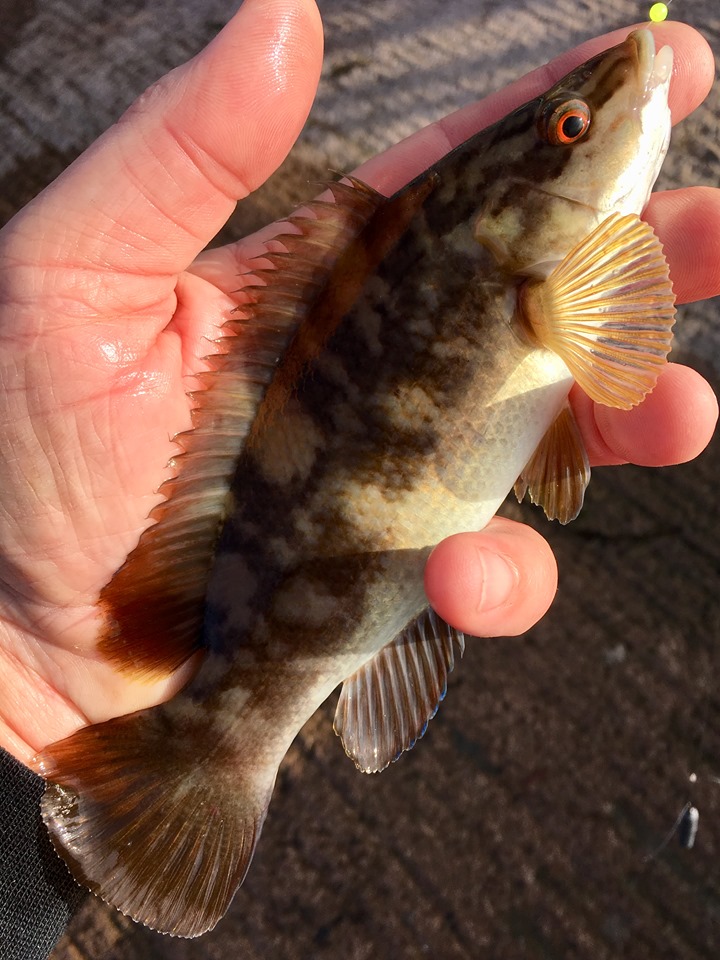 ordinaryangler: 15/09/19 - Bagging up down Devon way