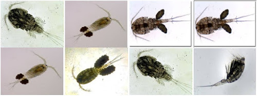 Classification and Definition Cyclops is? - Melek Perikanan