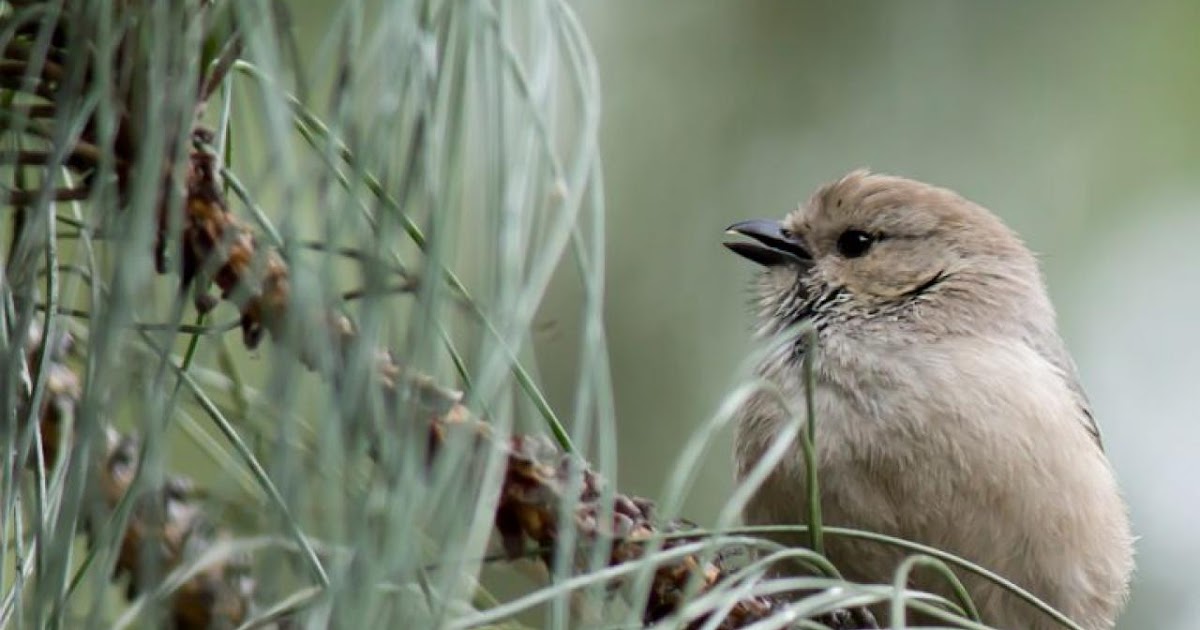 Learn more about birds at UC Davis Arboretum