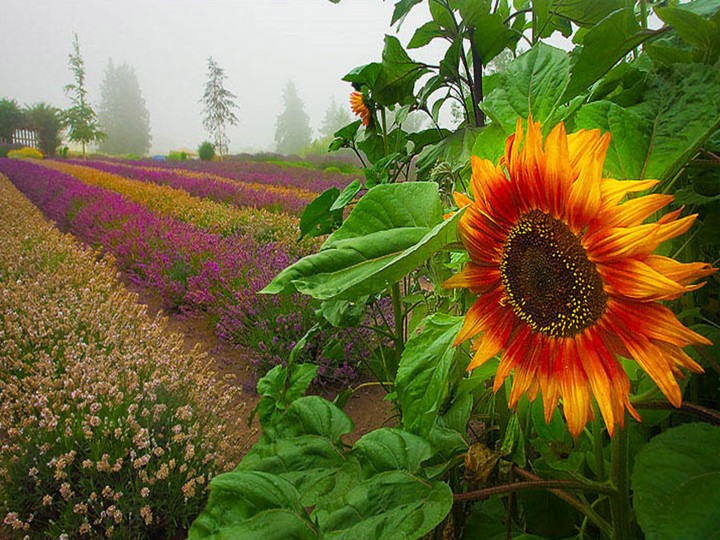 Beautifull Natural Color Wallpapers