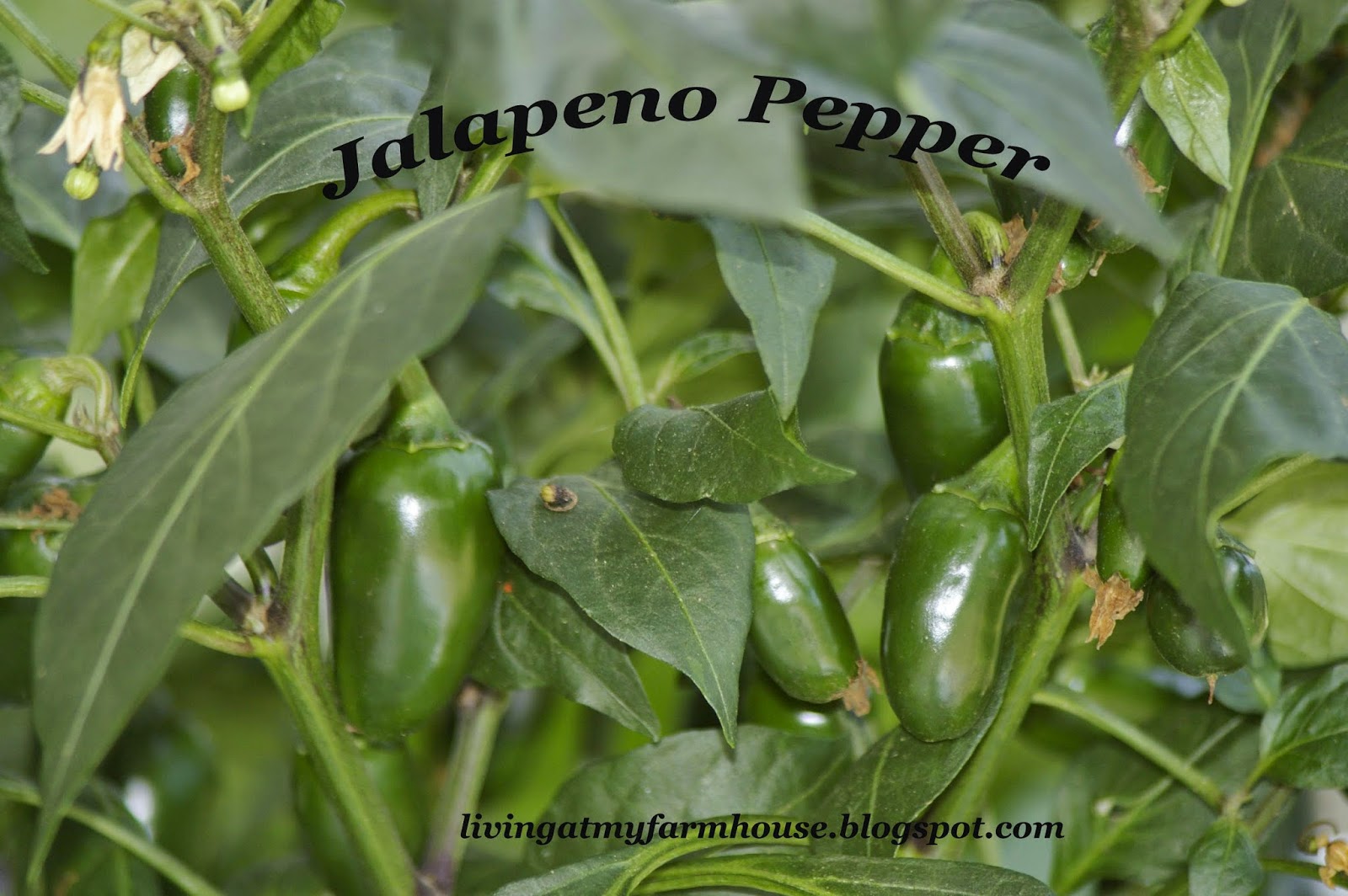 Living at My Farmhouse: Peter Piper Picked a Pepper--Not yet but Soon