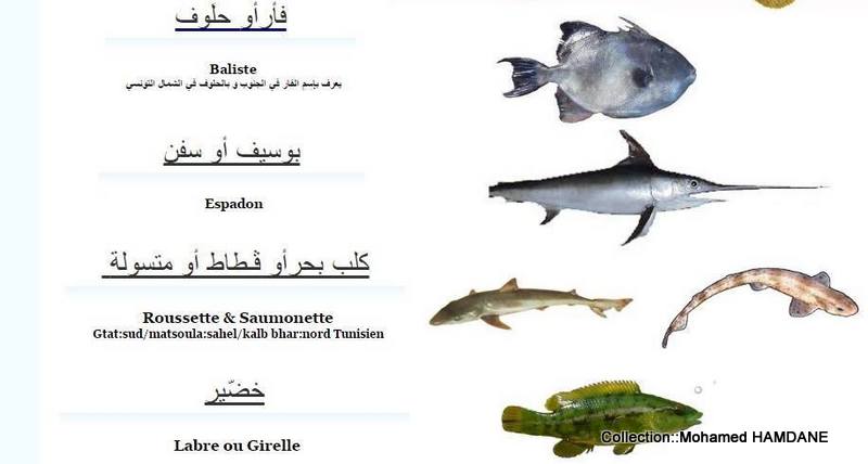 CULTURE et PATRIMOINE DE TUNISIE EN IMAGES- MOHAMED HAMDANE-ثقافة وتراث ...