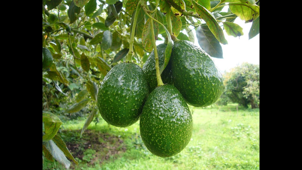 Ficha técnica: La palta