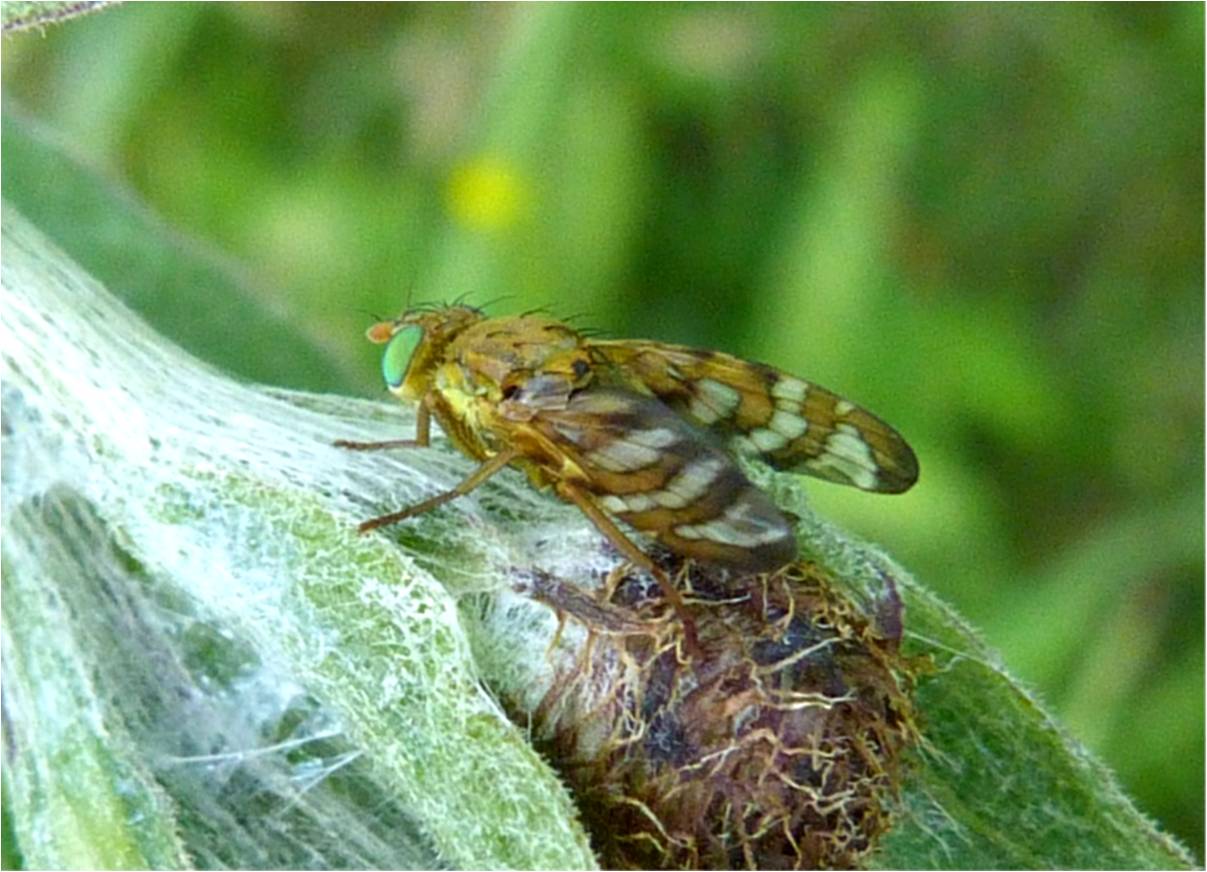Insects of Scotland: Other Flies/Picture-wing Flies