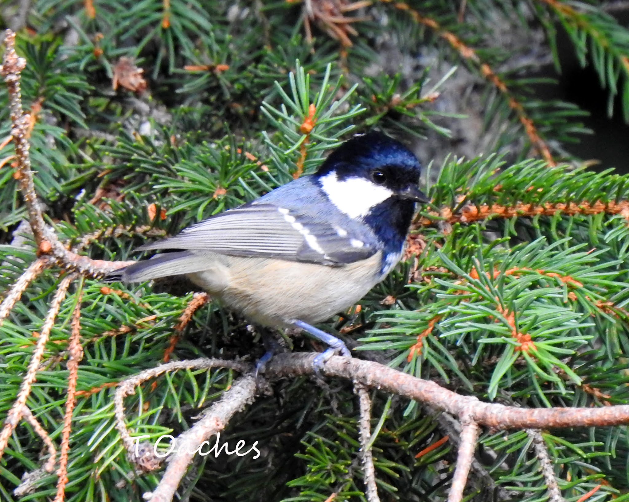 PASARI DIN ROMANIA: PITIGOI DE BRADET, Periparus ater