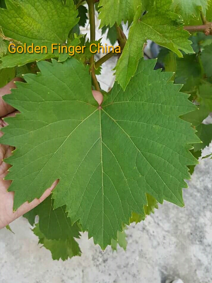 Mengenal Berbagai Jenis Anggur Dari Bentuk Daunnya | Batang Anggur