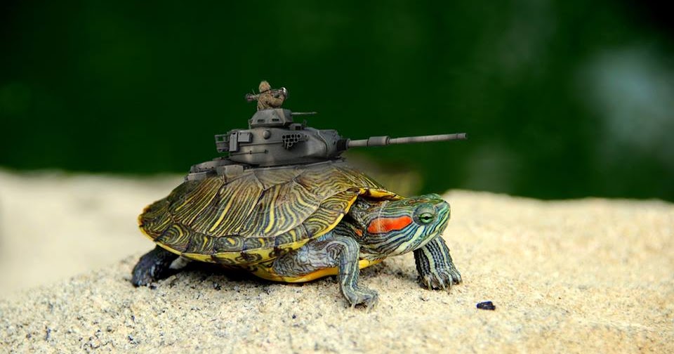 THE TURTLE WAR - THE PHOTOSHOPER