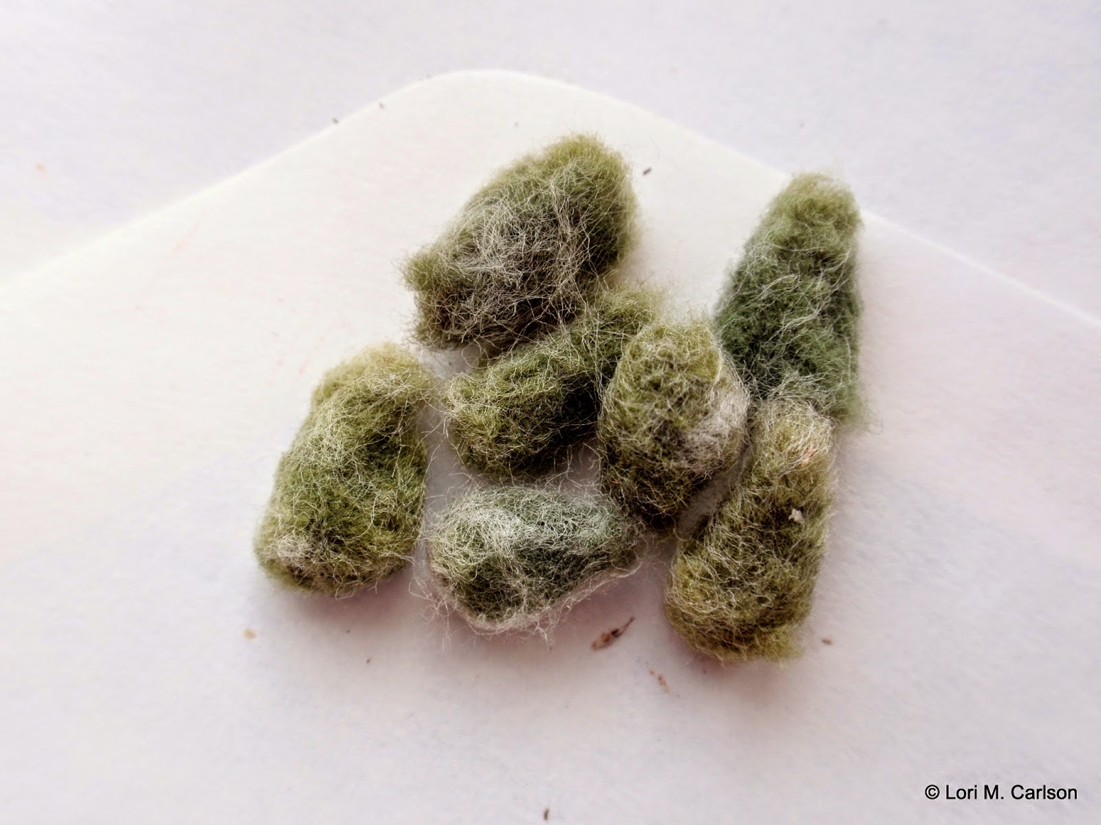 Shrone Designs: My Totally True Amazing Adventure in Growing Cotton