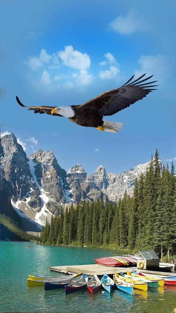 Águia | Eagle - Fox Press™