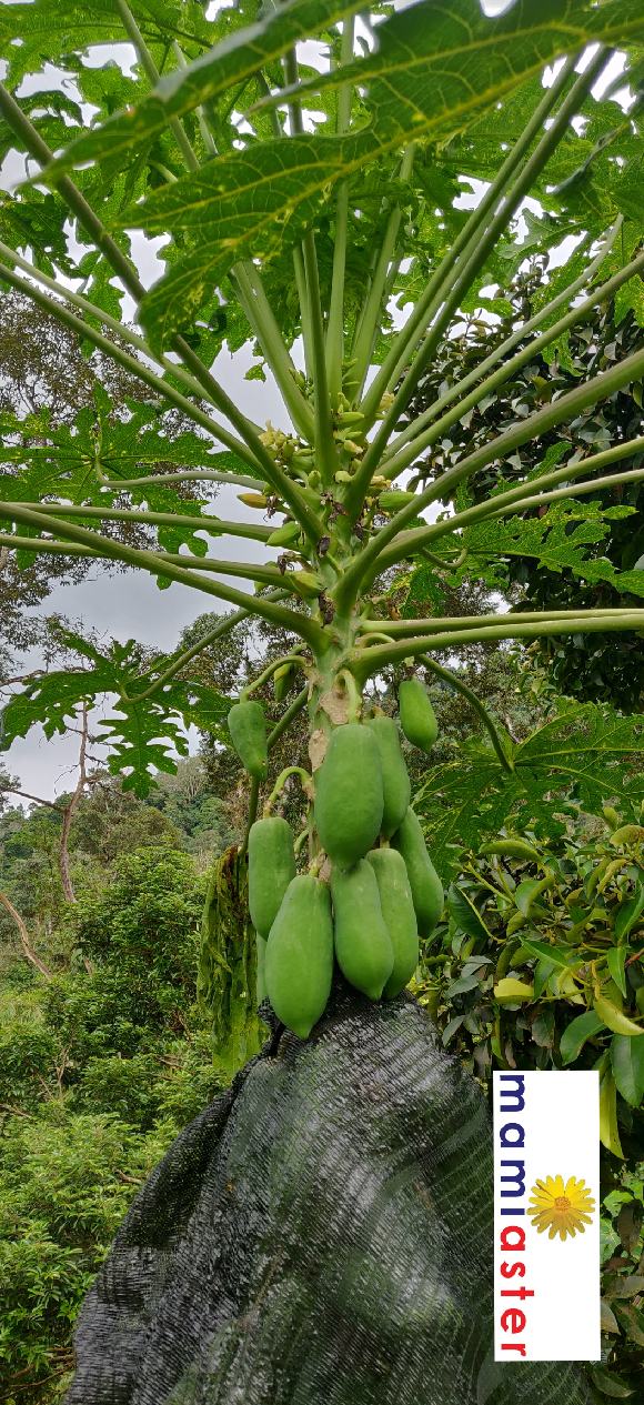 Kelebihan dan khasiat pokok dan buah Betik