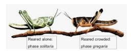 What are LOCUSTS and its LIFE CYCLE ?? How do they ATTACK?