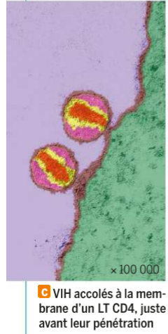 SVT de Zineb Nafzaouia: Les dysfonctionnements du système immunitaire "New"