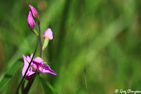 [ESPECE] La Céphalanthère rouge, une orchidée délicate et rare à ...