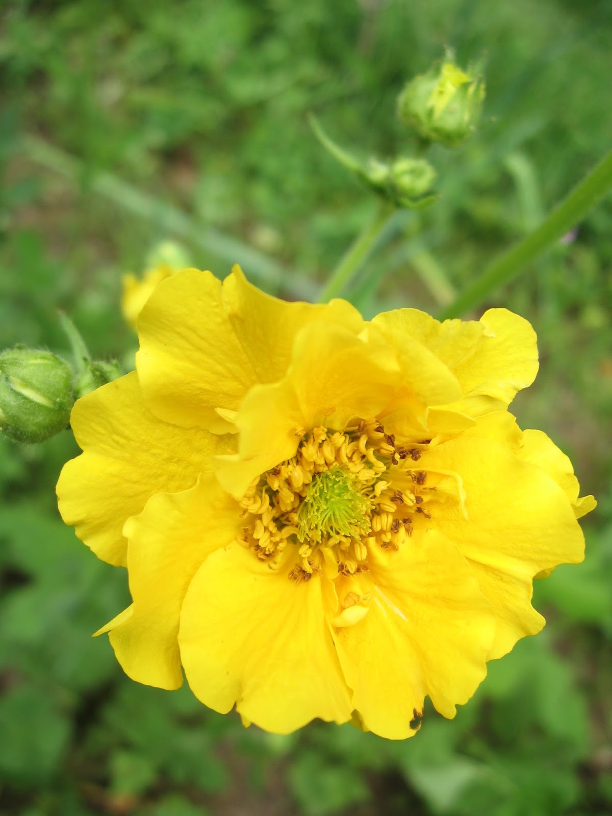 Weeding on the Wild Side: Geums, From the Rose Family to you minus the ...