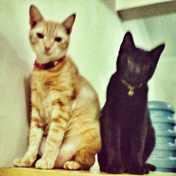 Mengenal Feline Urologic Syndrome (FUS) - Cerita Cha Tentang Hal Biasa