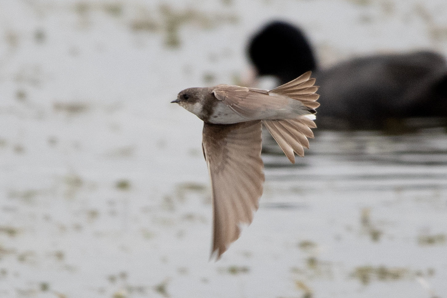 CAMBRIDGESHIRE BIRD CLUB GALLERY: Sand Martin