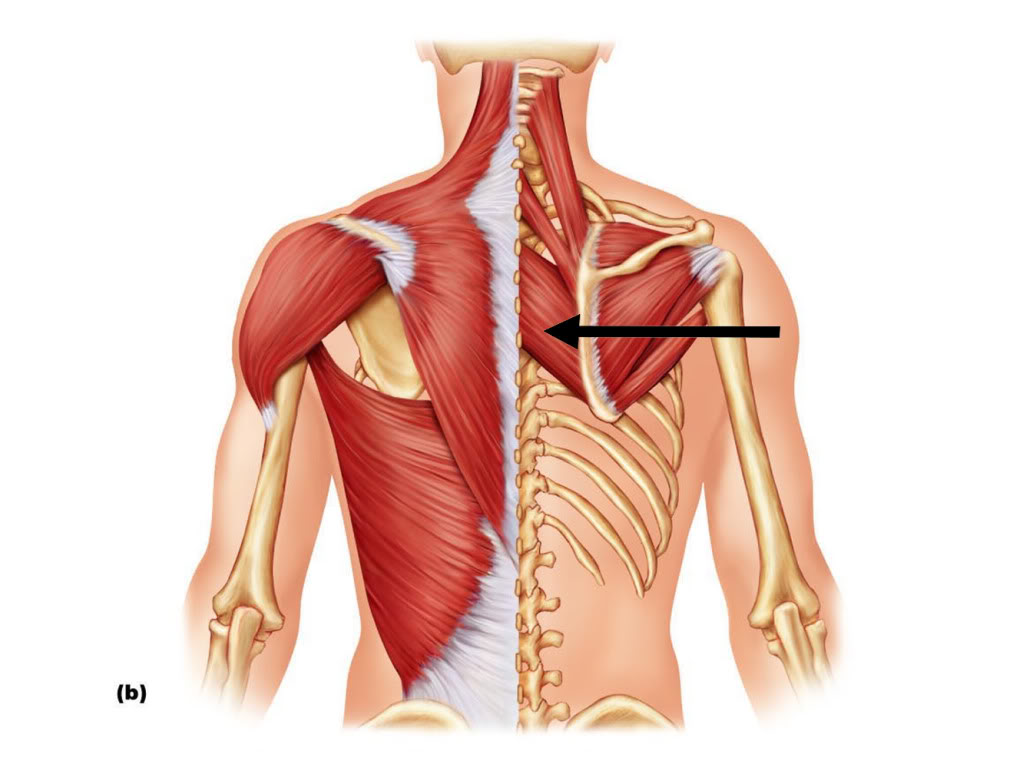 jogasaman.com: A romboid izmok