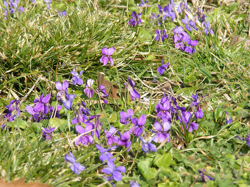 Loire Valley Nature: Sweet Violet - Viola odorata