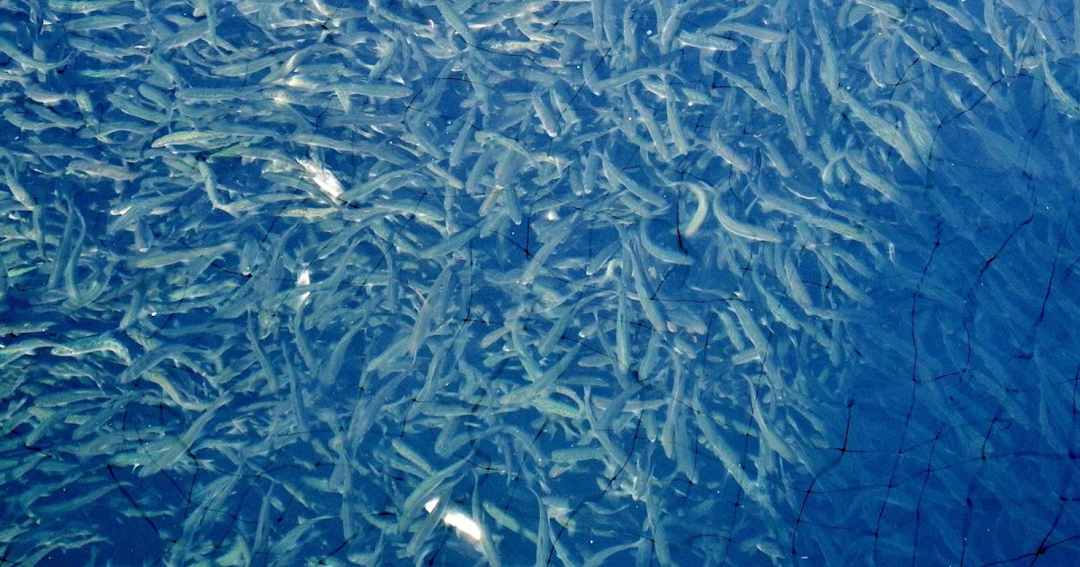 Brightfish Charters: feeding the fish