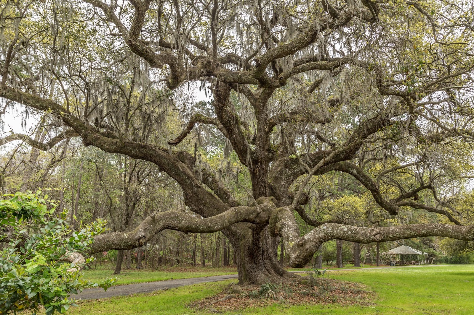 Charleston Daily Photo: Grand live oak tree