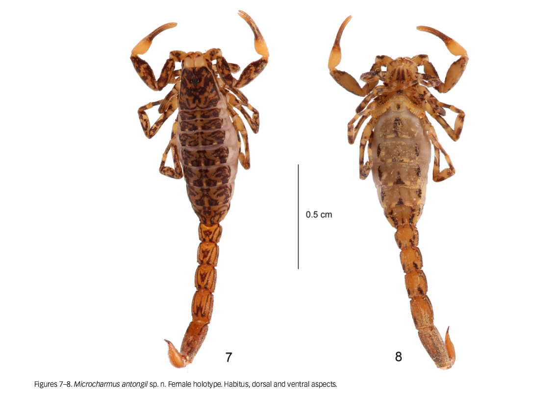 The Scorpion Files Newsblog: Resurrection of the Malagasy family ...
