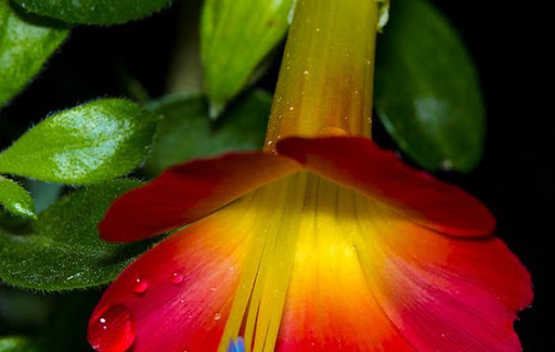 Cultura e Historia de Perú HISCULT