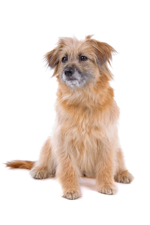 IK KAN VLIEGEN...: Een nieuw hondje