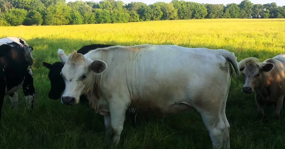 Murray Grey Cattle Pros and Cons, Facts, Price