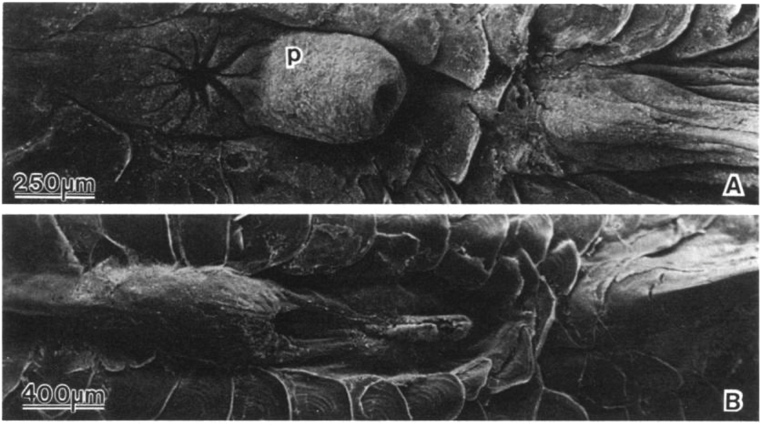 Virginia Tech Ichthyology Class : Life At the Water’s Surface: Brook ...