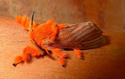 A JOIA DA NATUREZA - ACRAGA COA