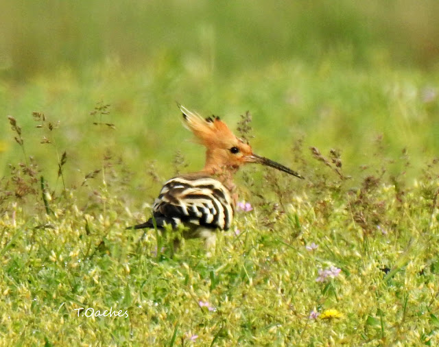 PASARI DIN ROMANIA: PUPAZA, Upupa epops