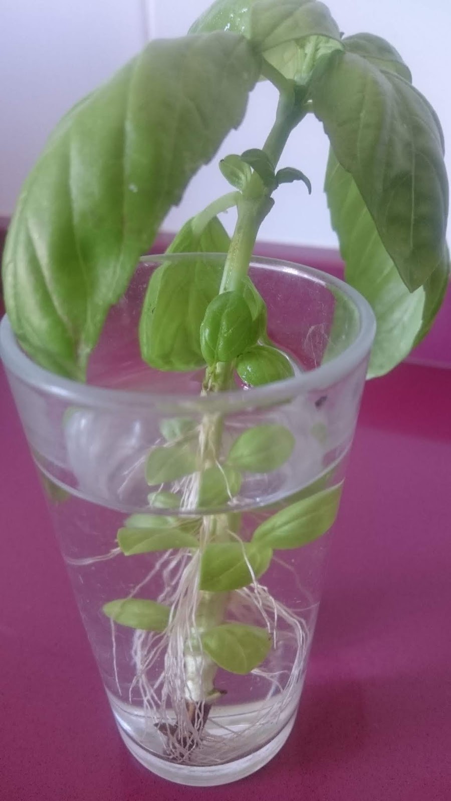 El Huerto de Jose Antonio: La hibridación en nuestros cultivos.