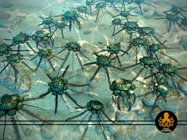 FOSSIL HUNTRESS: 2017