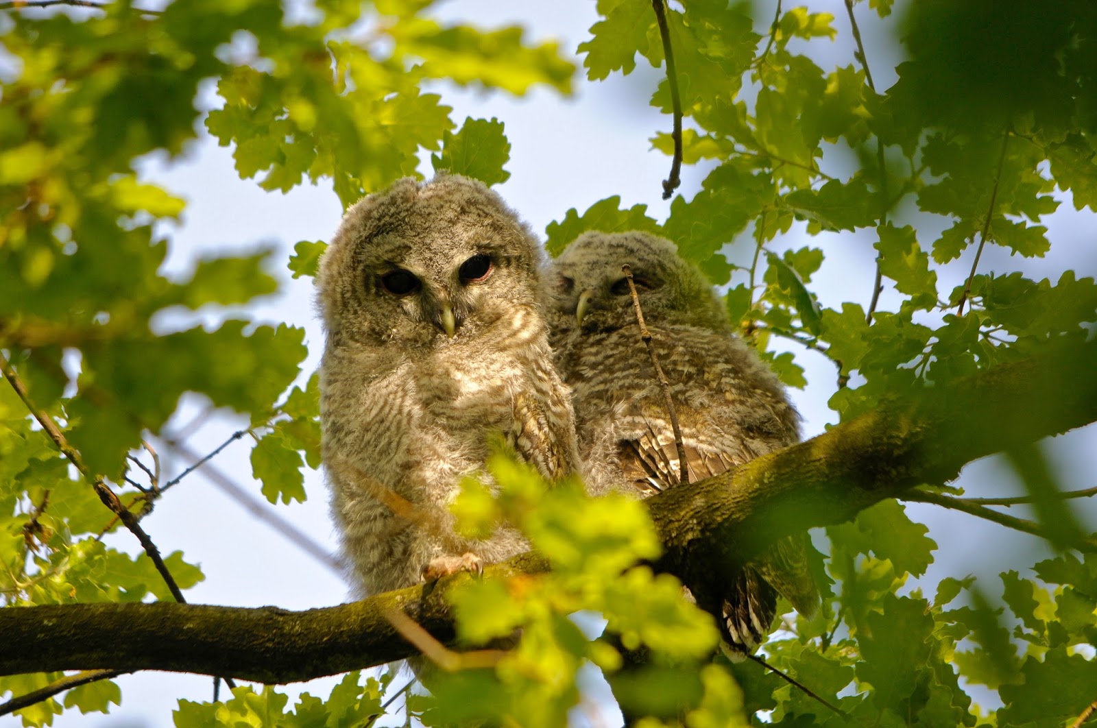 EL NIDO DEL XUAN: CÁRABO COMÚN. (Strix aluco)
