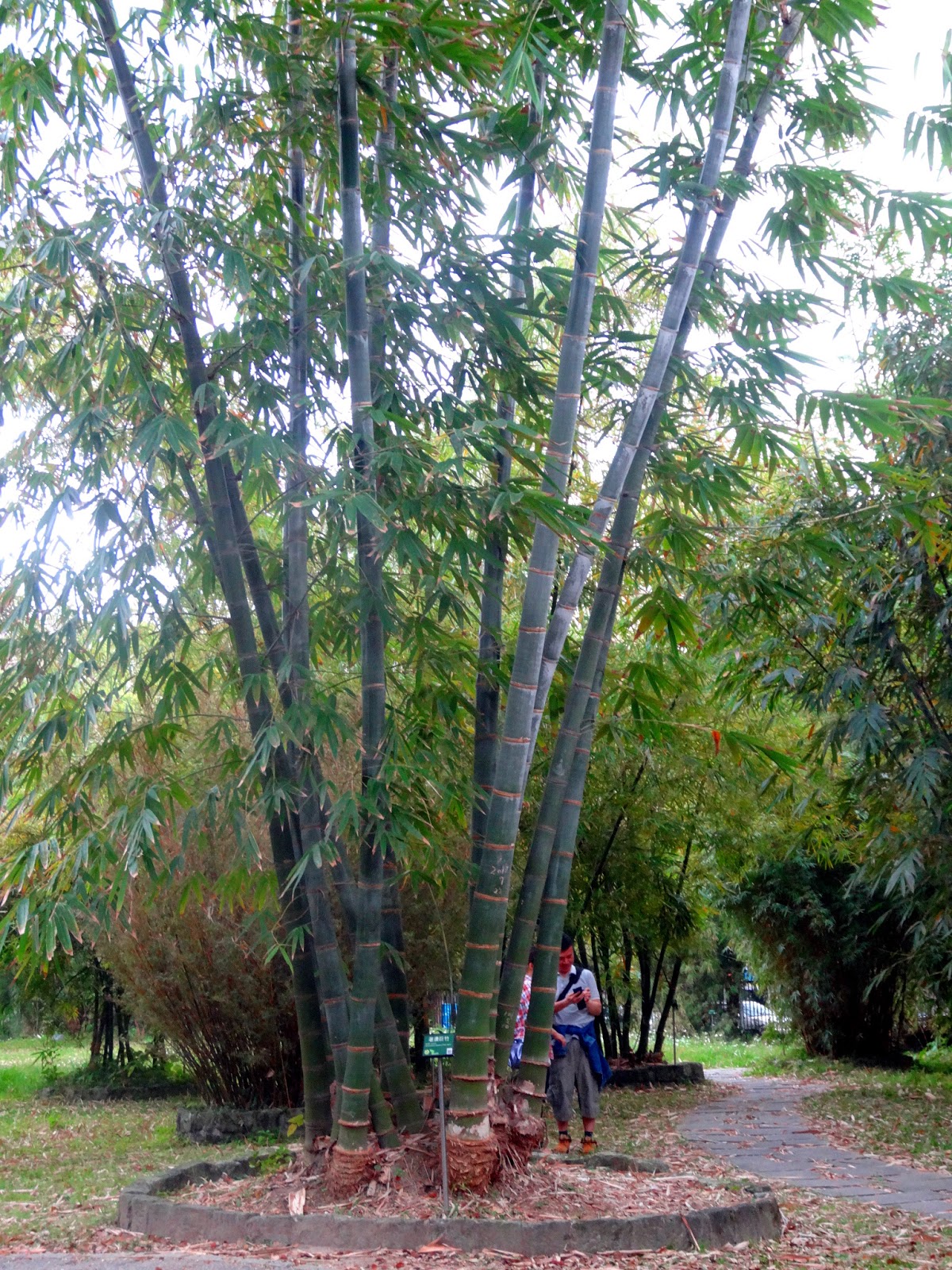 Tales From the Beautiful Isle - A Taiwan Blog: Taipei Botanical Gardens