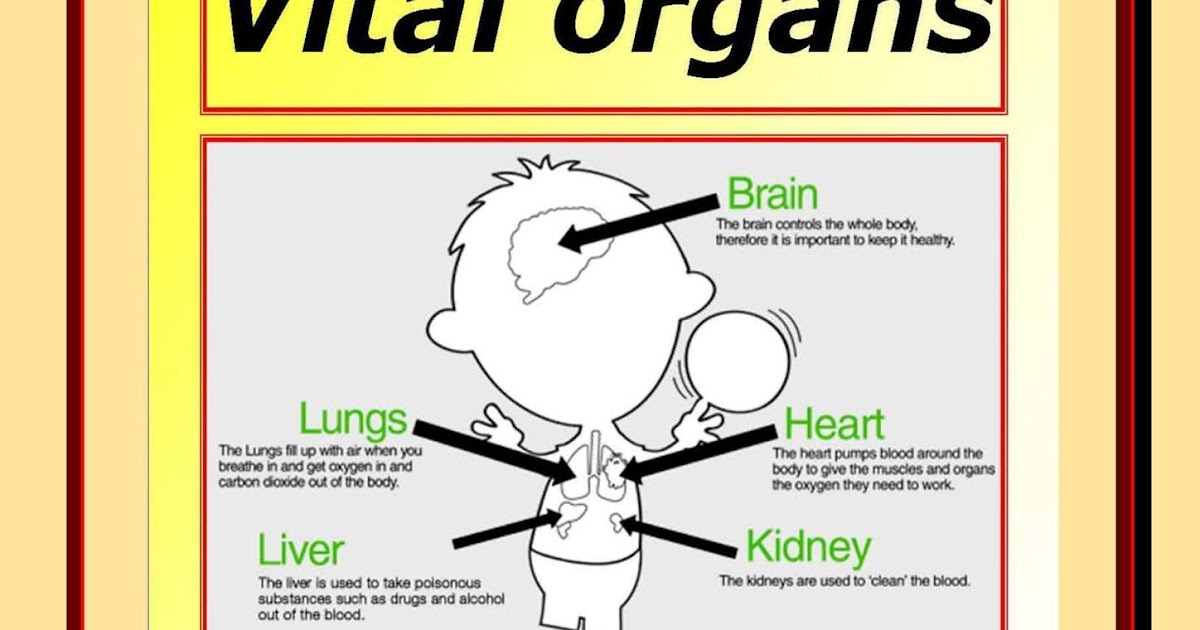 Vital organs - Medical Yukti