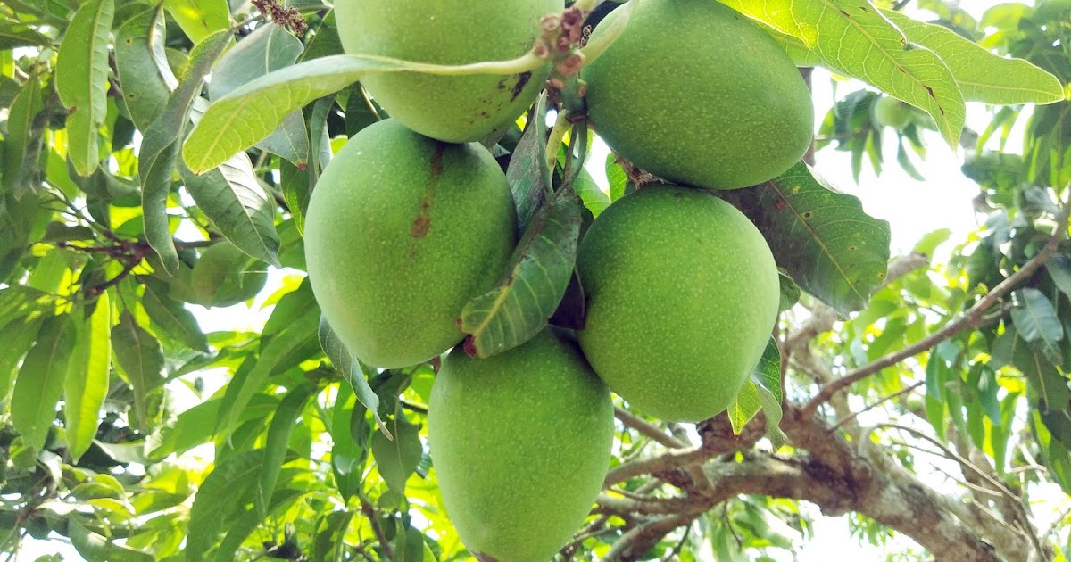 Green Himsagar Mango | কাঁচা হিমসাগর আম