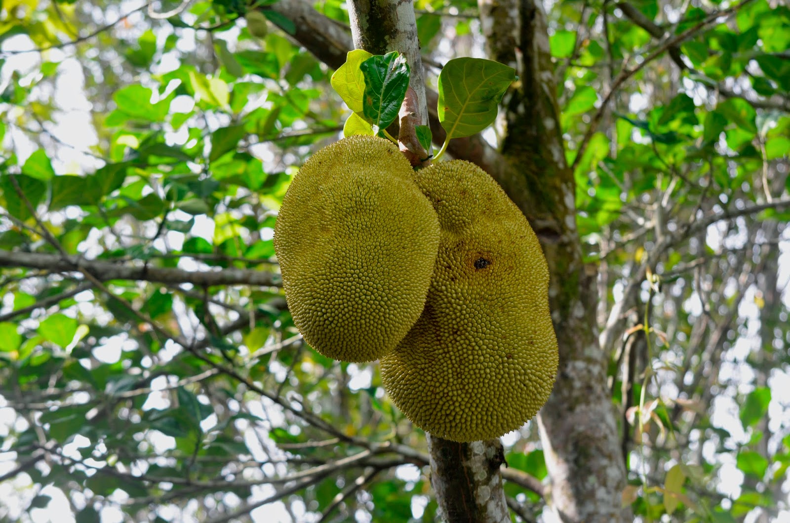 The Kambatik Park, Bintulu.: The Artocarpus fruit trees