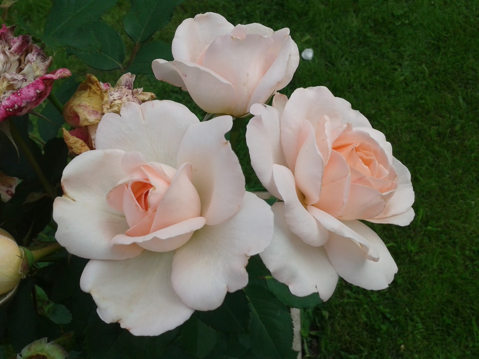 Ranczo Elma: Róża (Rosa) Clair Renaissance