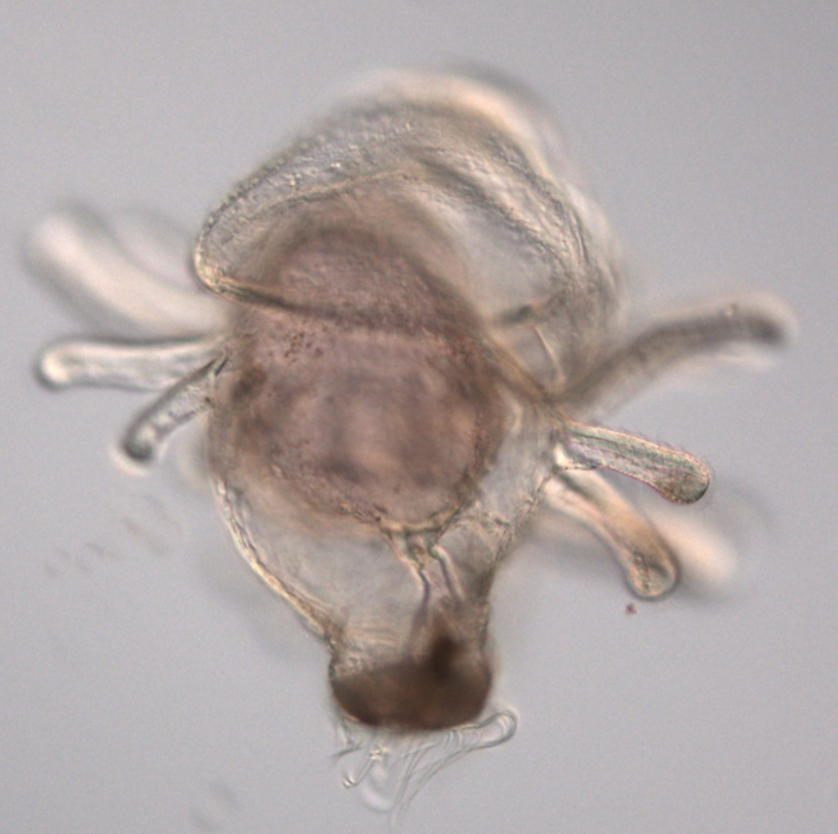Invertebrate Embryology: Feeding mechanism of the actinotroch larva