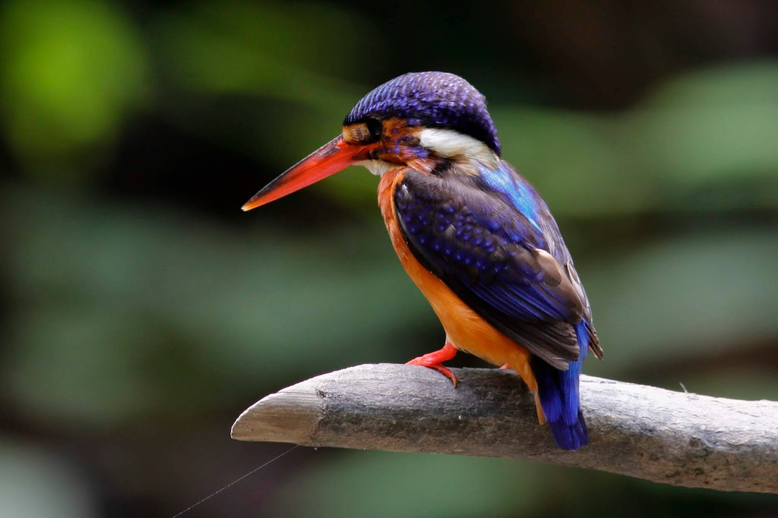 SOUTH EAST ASIA BIRDS - Malaysia birds paradise
