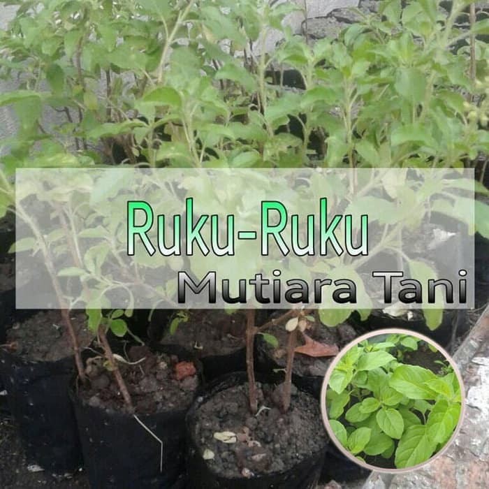 Mutiara Tani - Jual Bibit Ruku-ruku Unggul - Tips dan Trick